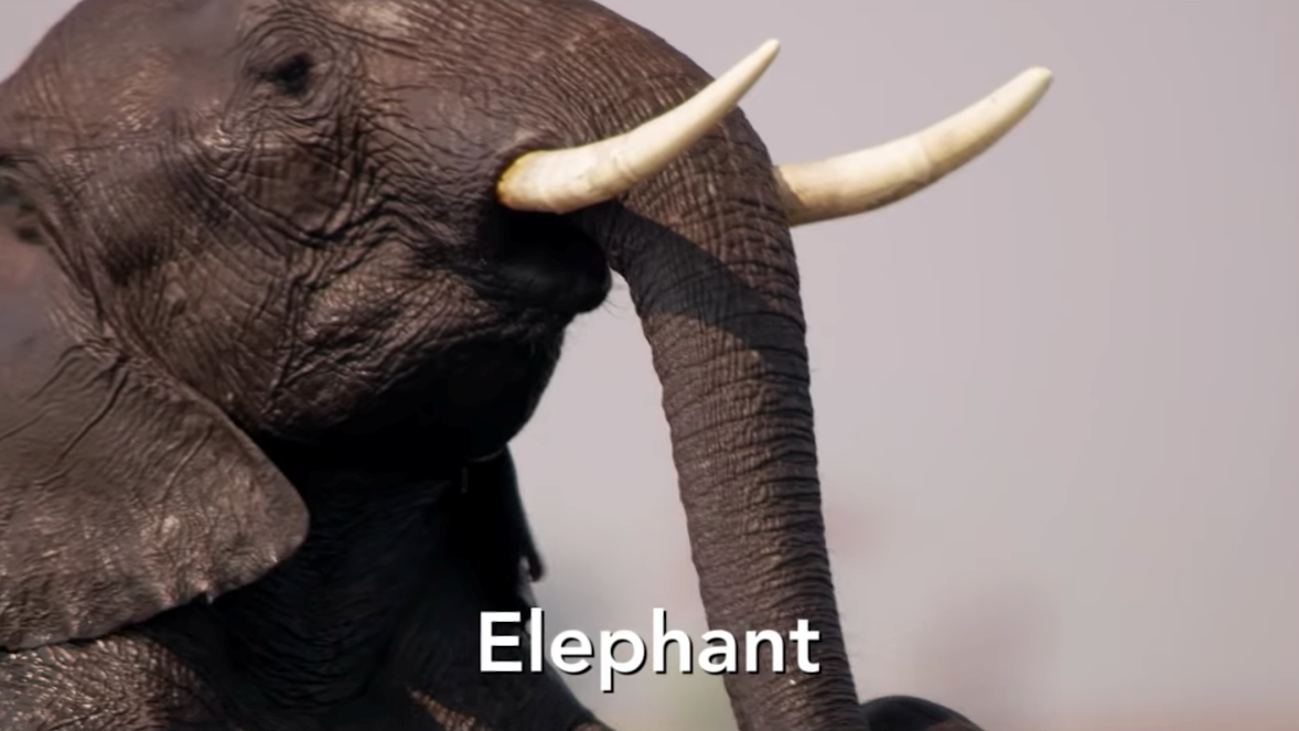 Elephant