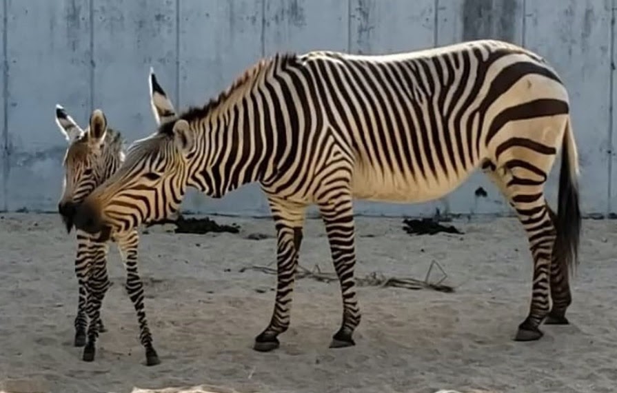 Baby Zebra Born at Disney’s Animal Kingdom