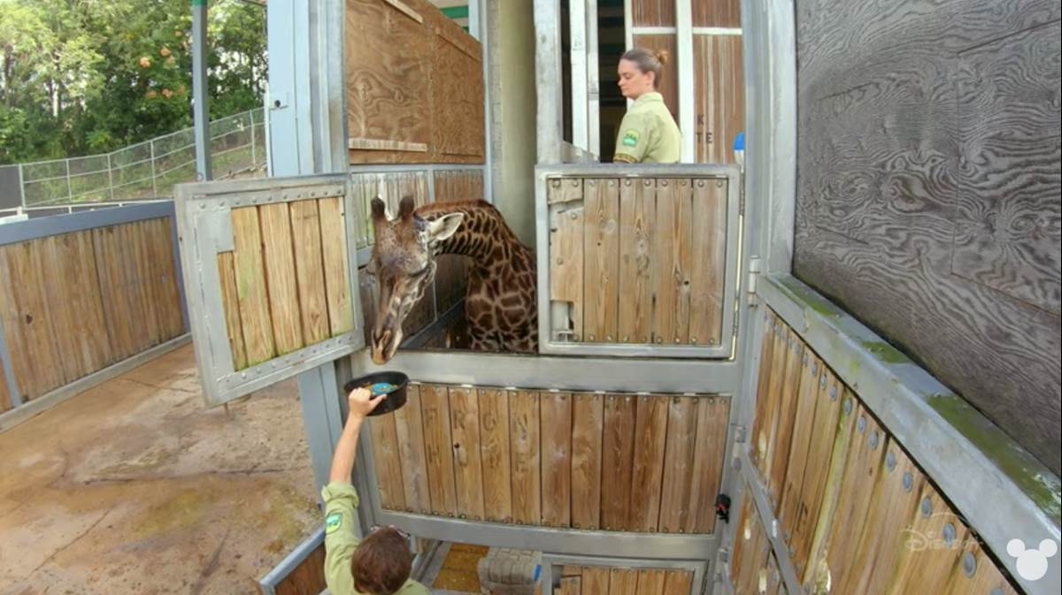 Disney Shares Official Trailer for "Magic of Disney's Animal Kingdom"