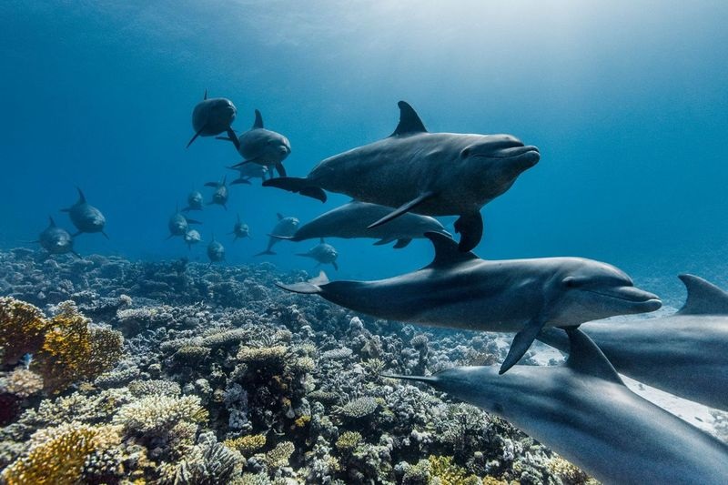 National Geographic Drops Trailer for New Doc "Ocean with David Attenborough" with Powerful Plea ...