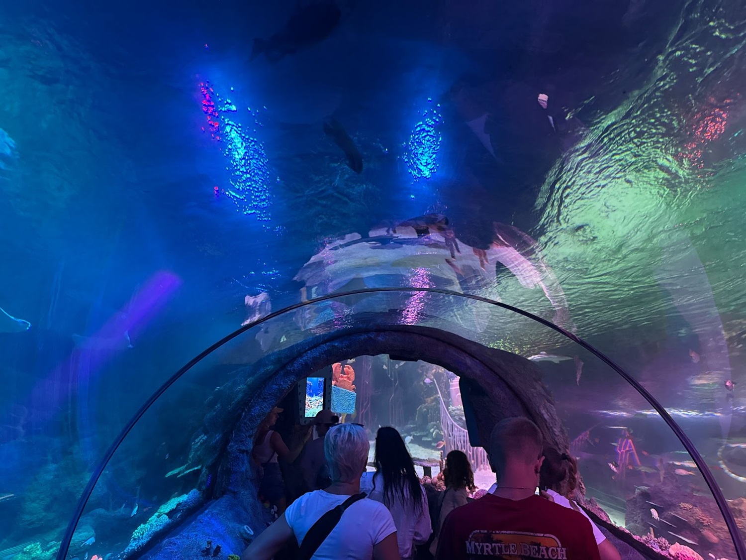 Photos / Video: SEA LIFE Florida Brings a Theme Park Under the Sea to ...