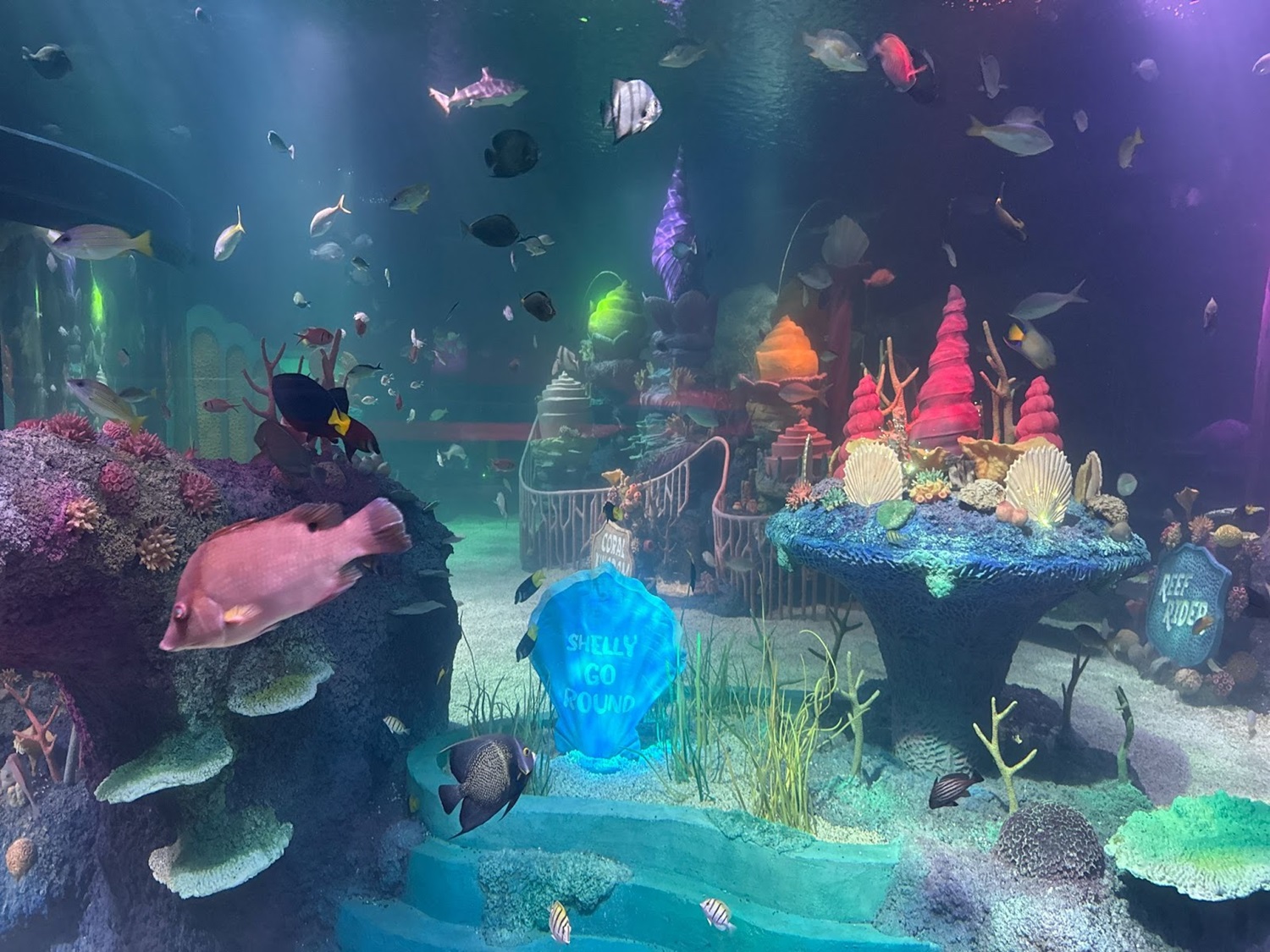 Photos / Video: SEA LIFE Florida Brings a Theme Park Under the Sea to ...
