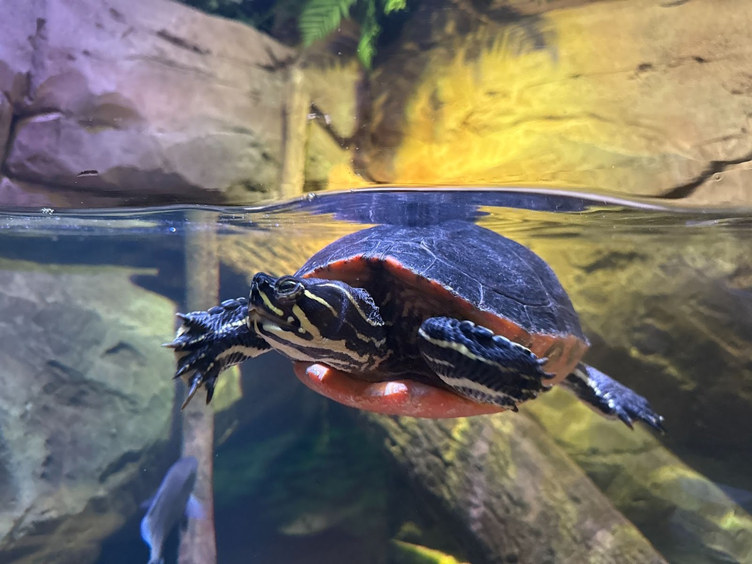 Photos / Video: SEA LIFE Florida Brings a Theme Park Under the Sea to ...