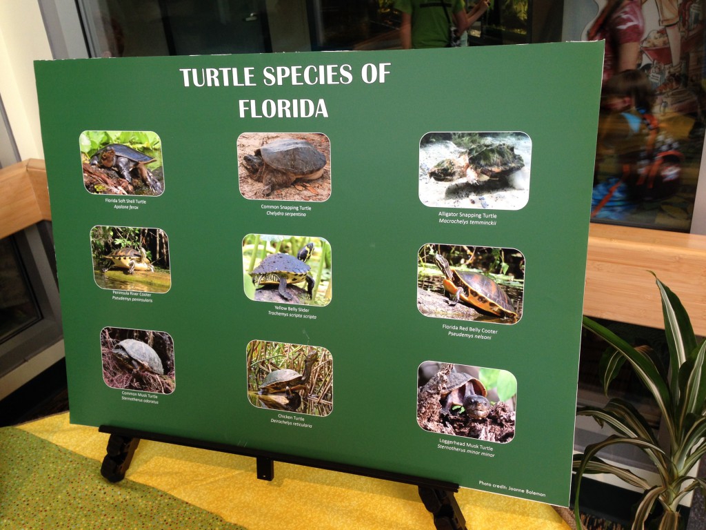 World Turtle Day at Disney's Animal Kingdom - LaughingPlace.com