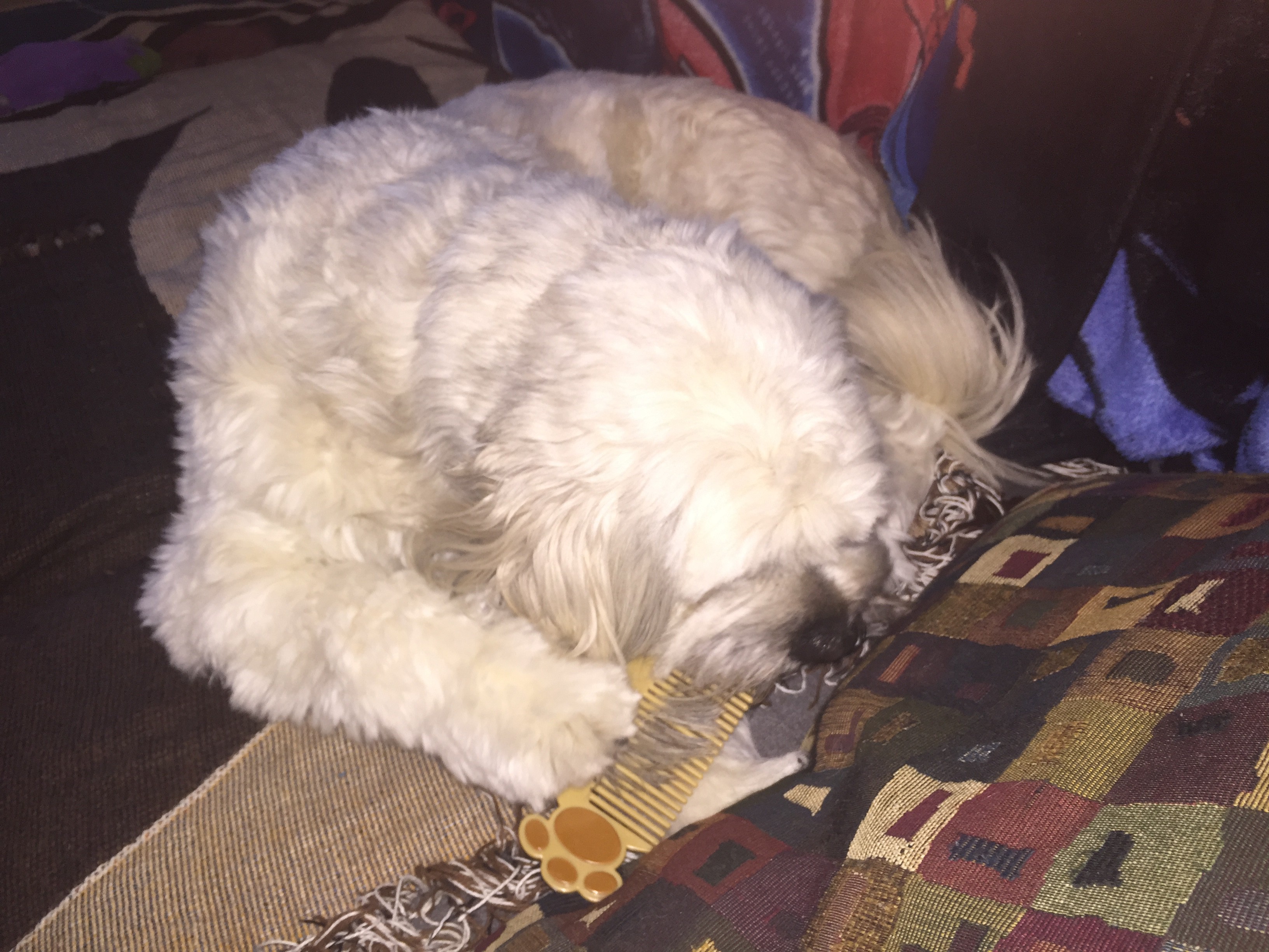 Minnie's Pet Salon DVD Review - LaughingPlace.com