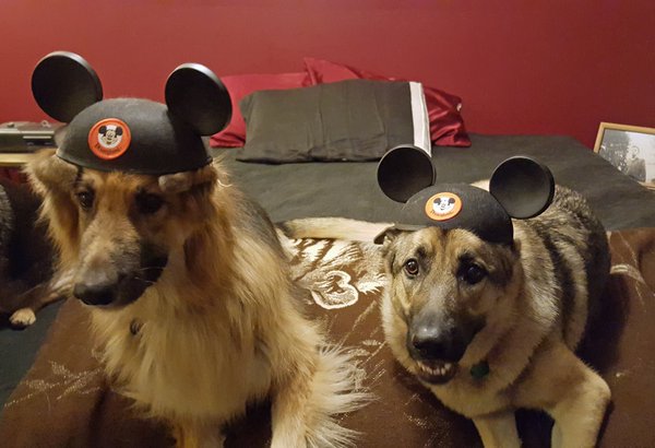 Five Most Memorable Official Disney Tweets - February 18, 2016 - # ...