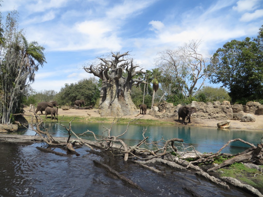 Wild Photo Update of Disney's Animal Kingdom - LaughingPlace.com