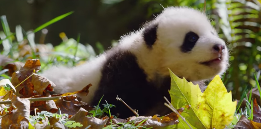 Disneynature's "Born in China" Celebrates National Panda Day ...