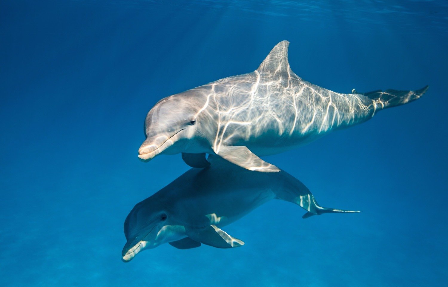 Dolphins to be 2018 Disneynature Movie, Trailer Released ...