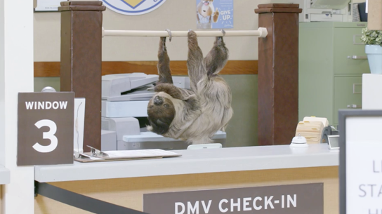 "Zootopia IRL" Puts Sloths to Work at a DMV - LaughingPlace.com