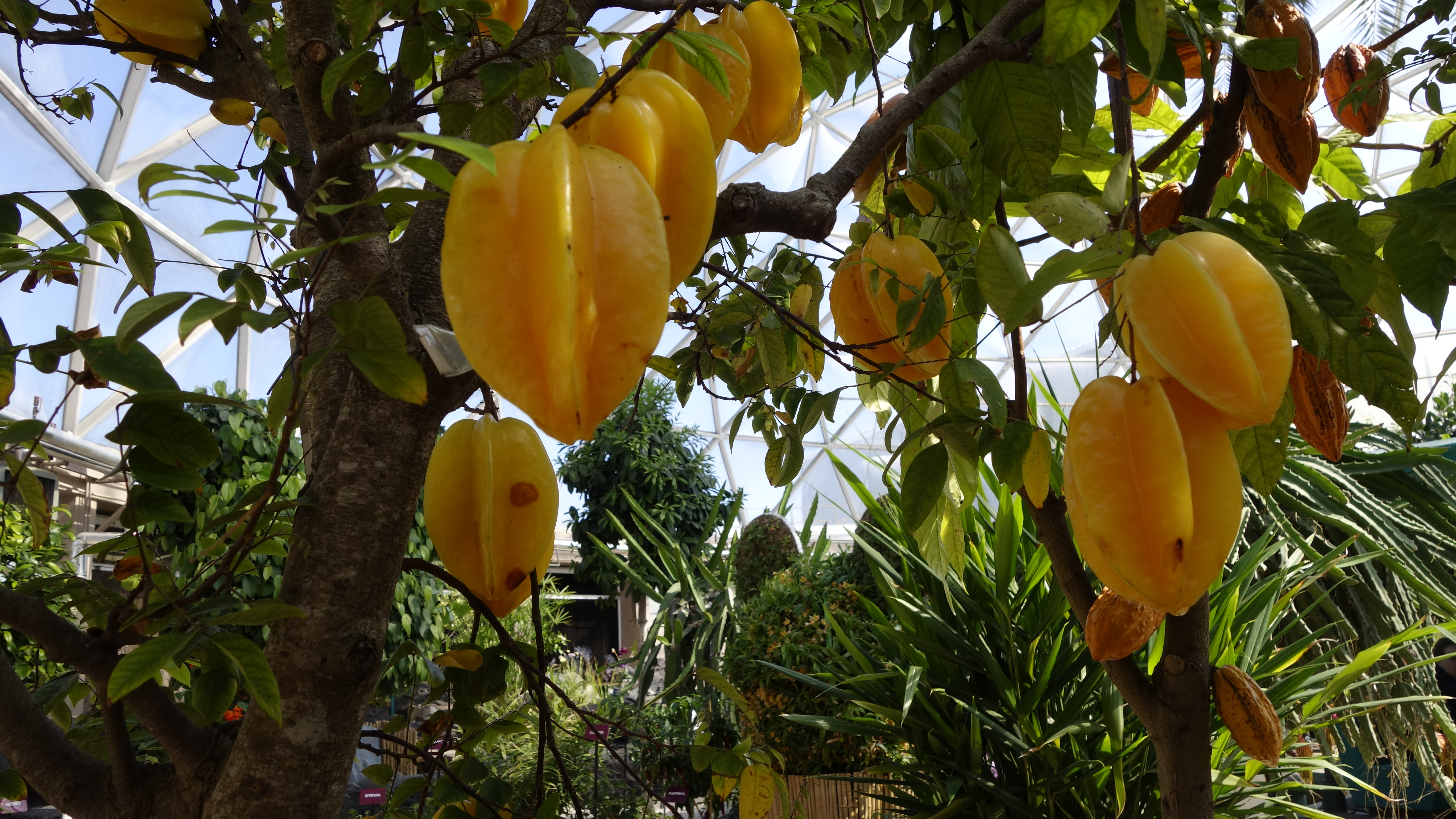 Review: Behind the Seeds Tour at Epcot - LaughingPlace.com