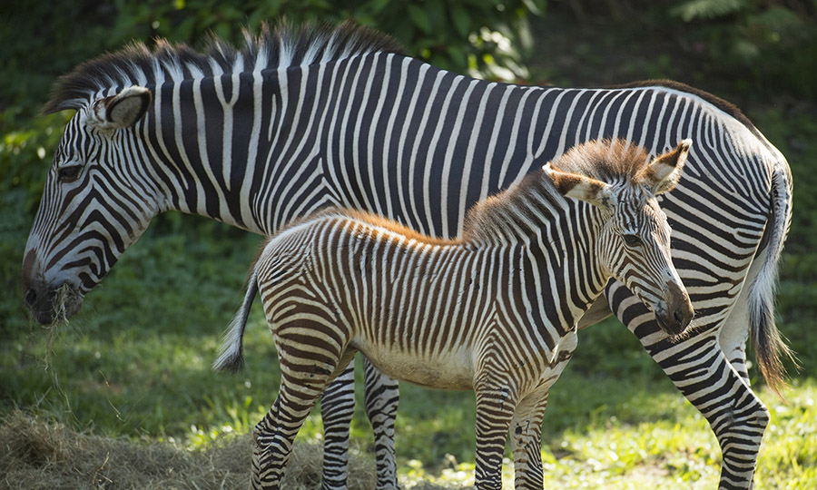 Disney's Grevy's Zebra Foals Make On Stage Debut - LaughingPlace.com
