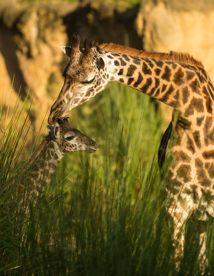Baby Masai Giraffe Makes Debut on Kilimanjaro Safaris