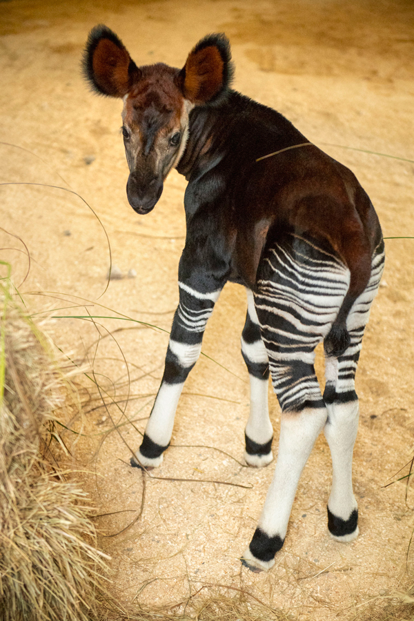 Okapi Calf Born at Disney Animal Kingdom Lodge - LaughingPlace.com