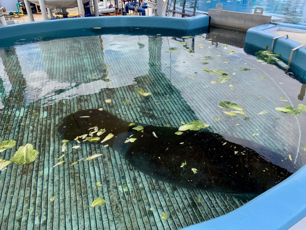 Take an "Inside Look" at SeaWorld Orlando - LaughingPlace.com
