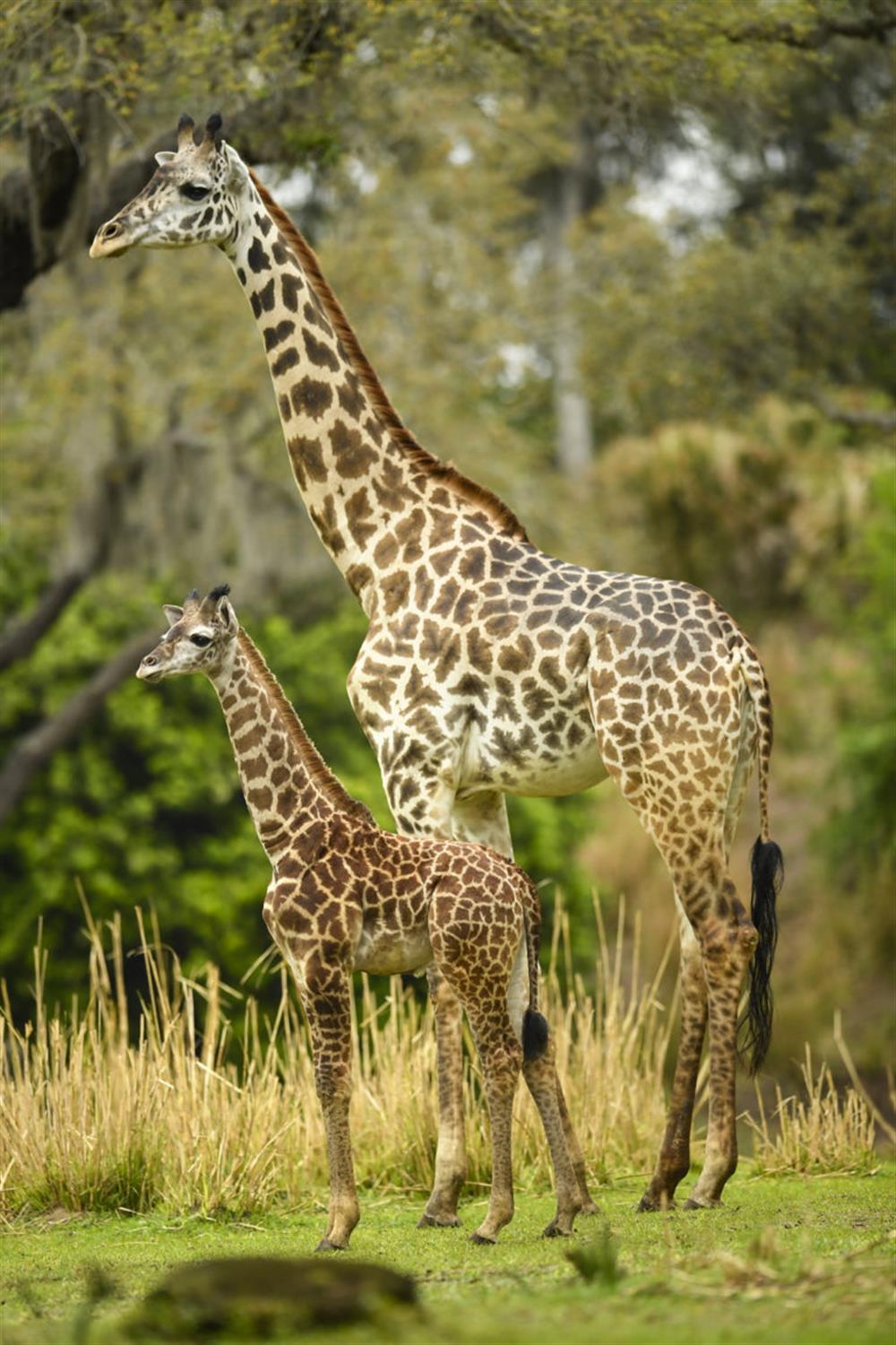 Male Masai Giraffe Calf Makes His Debut on Kilimanjaro Safaris