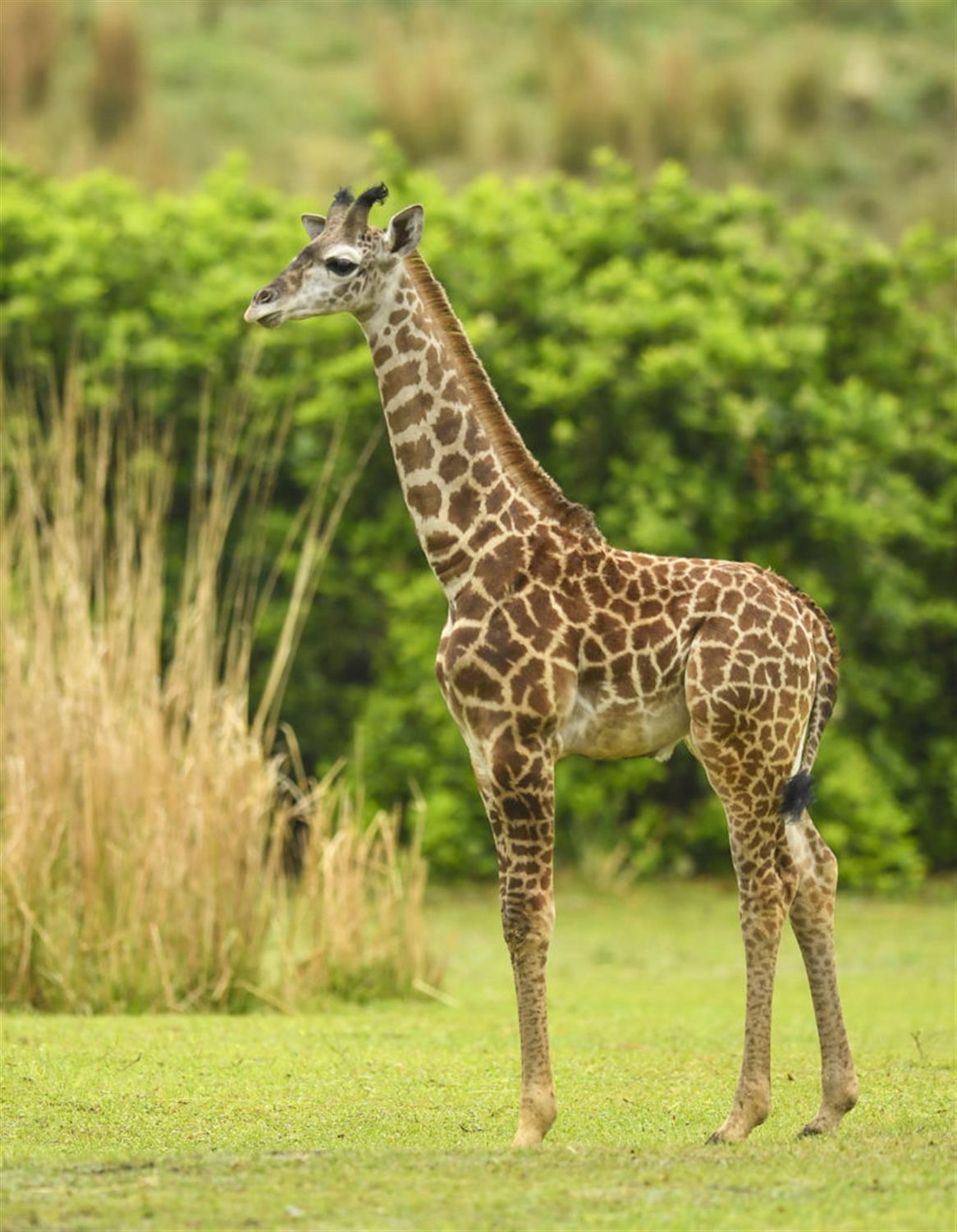 Male Masai Giraffe Calf Makes His Debut on Kilimanjaro Safaris