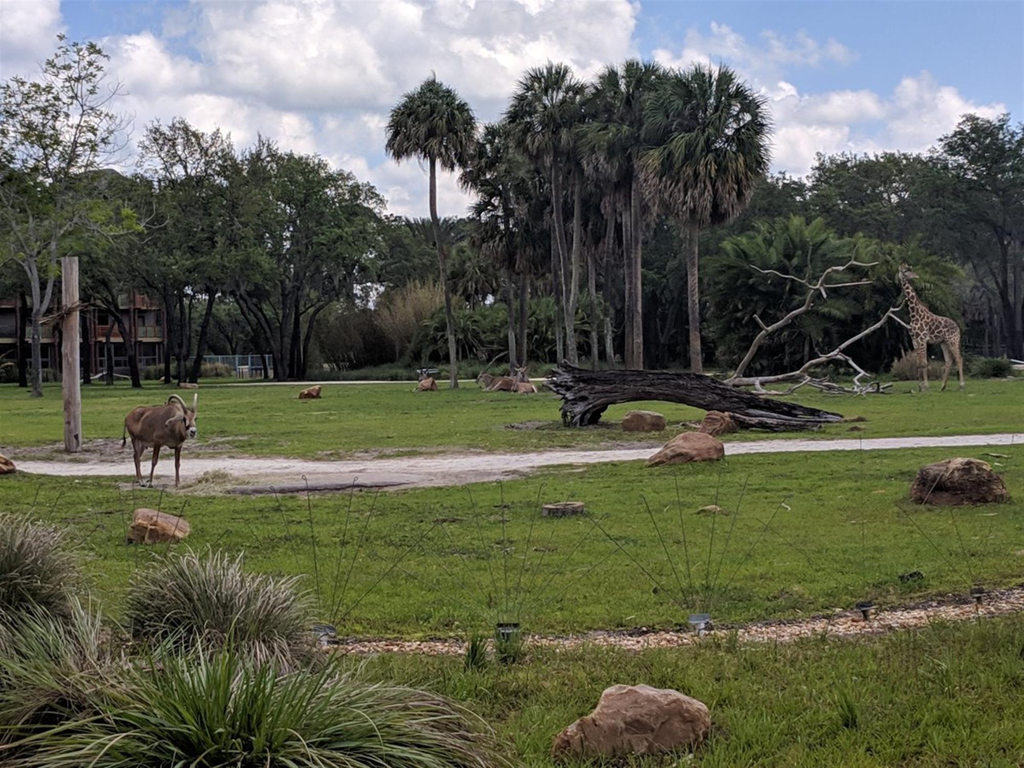 Top Sights of Nature's Beauty at Disney Parks and Resorts - LP Pro Tips ...