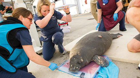 SeaWorld Parks to Host Rescue Weekend Event November 16-17