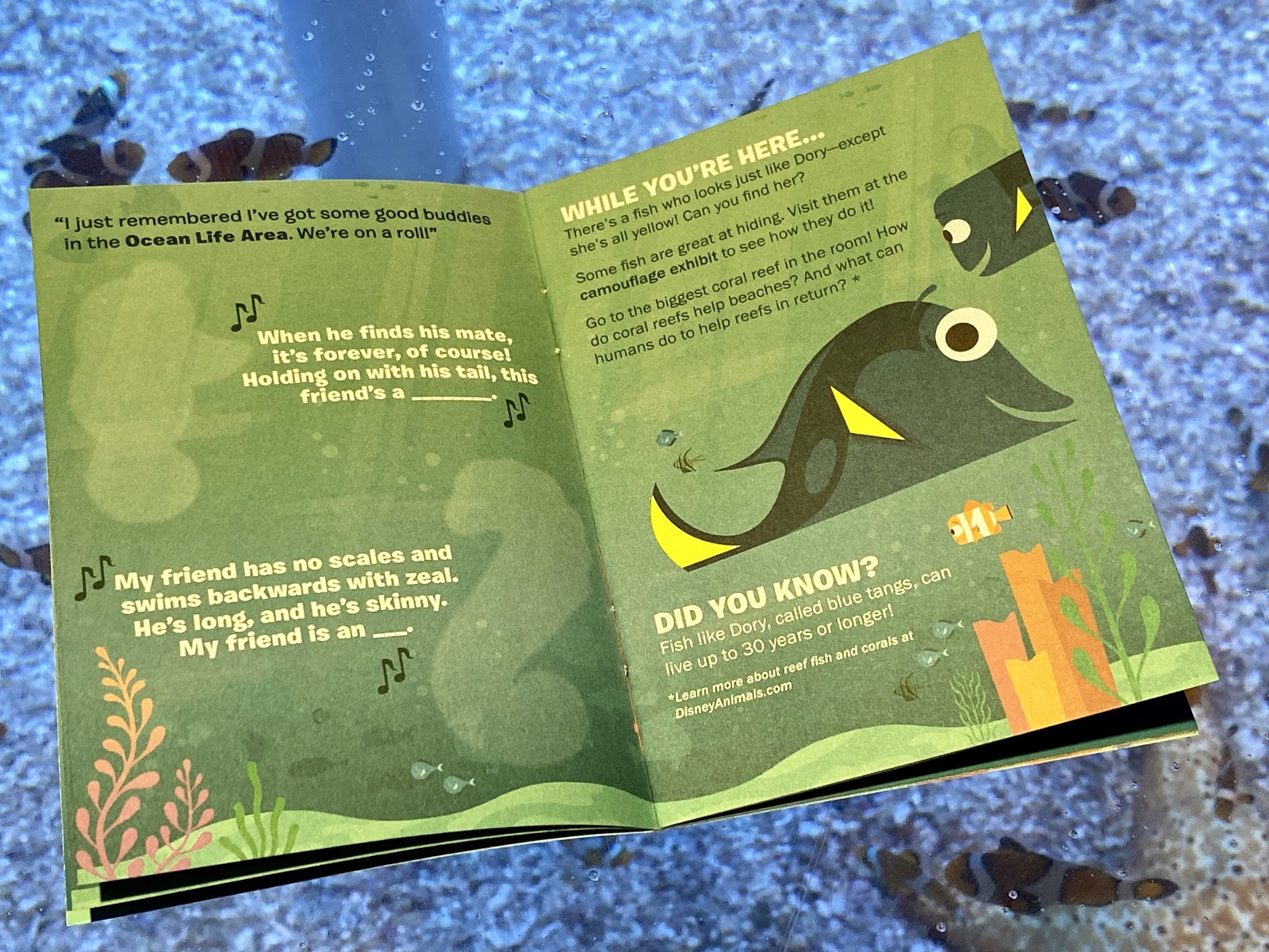 Photos - Take a Look at the New "Finding Dory's Friends" Scavenger Hunt ...