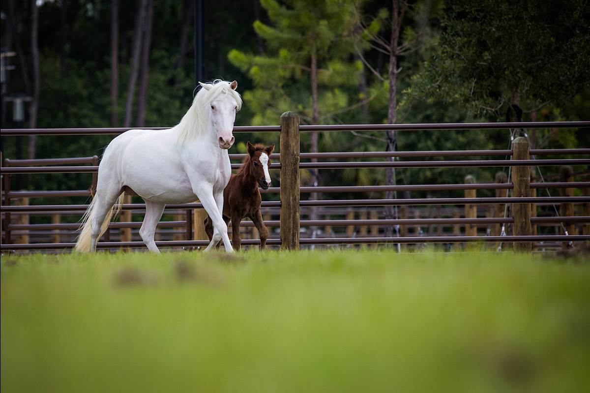 Disney World's New Tri-Circle-D Ranch Opens June 22nd With Restored ...