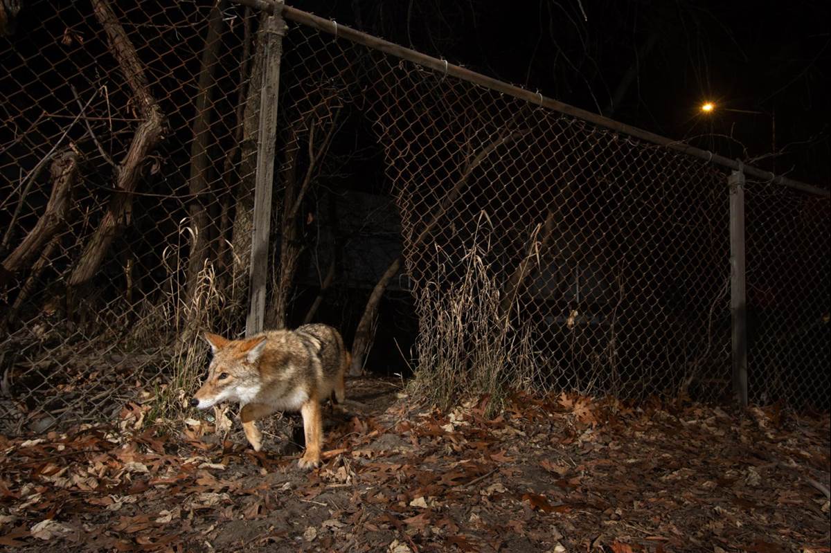 National Geographic Coyote