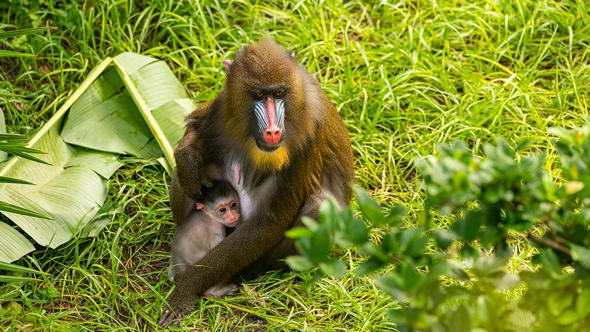 Baby Mandrill Born at Disney's Animal Kingdom - LaughingPlace.com
