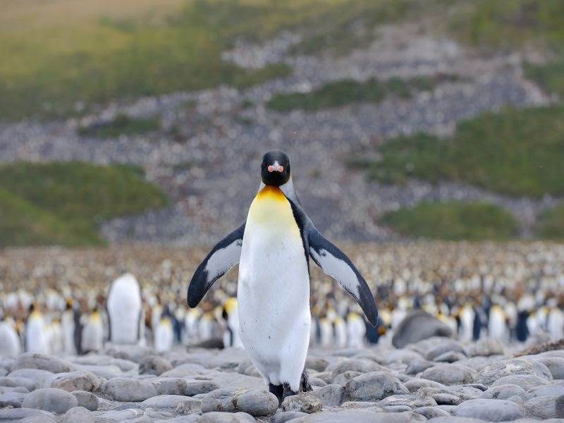 Disney Conservation Fund Grant Recipients Lead Efforts to Protect More ...