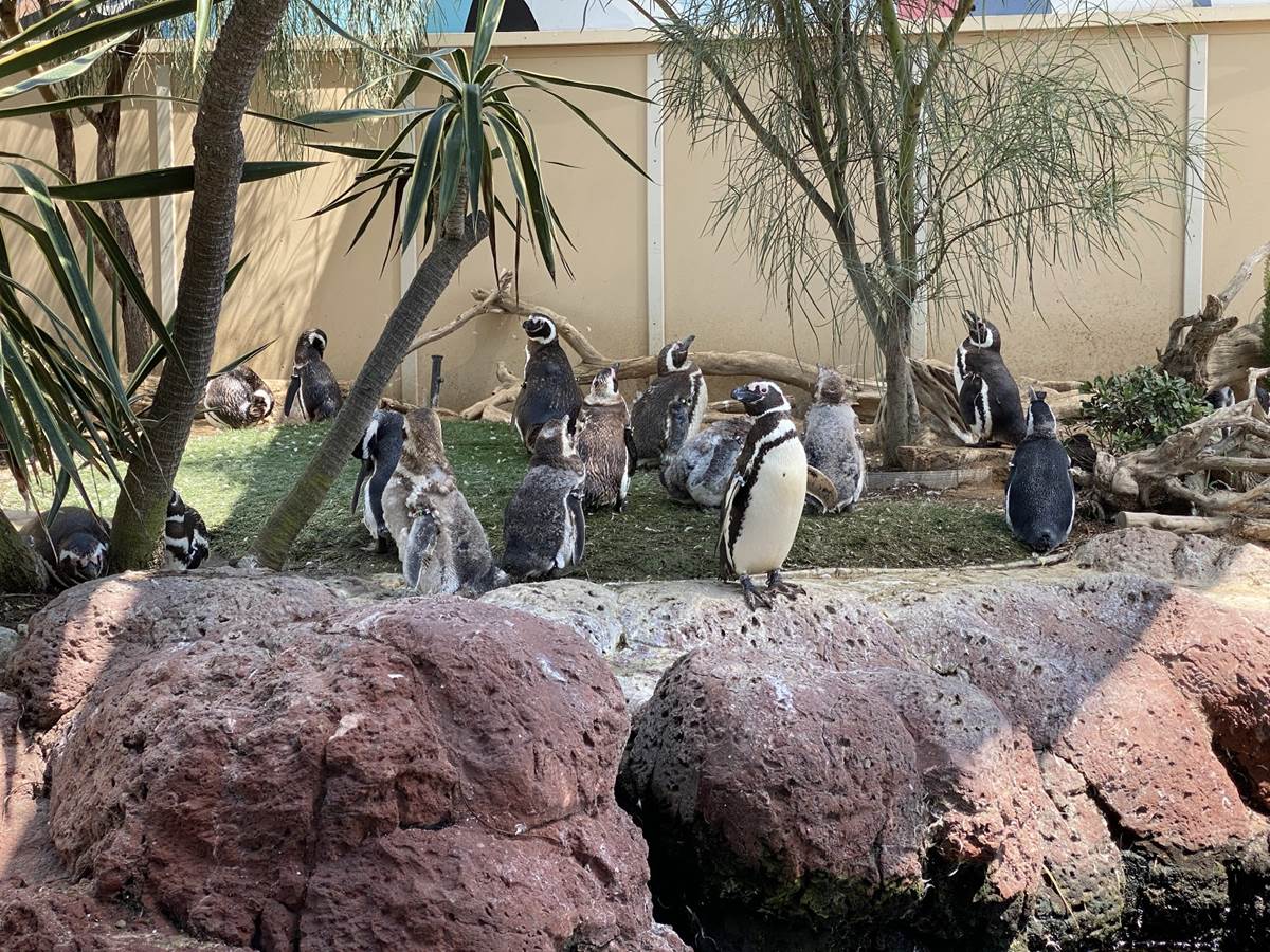 Photos/Videos: SeaWorld San Diego Reopens for Zoo Days with Bayside BBQ ...