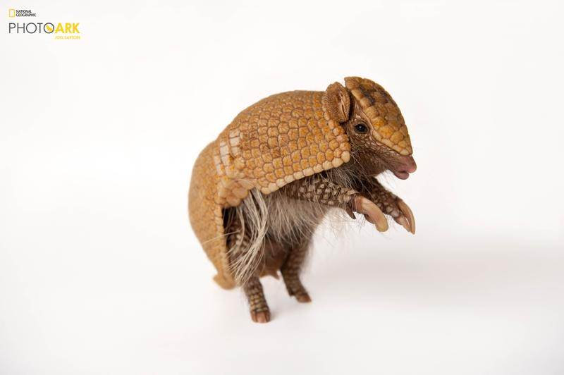 TV Review: "Photo Ark" Nat Geo Wild 2-Part Special Connects Viewers ...