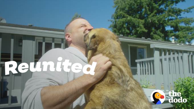 Hulu Now Streaming Collections of Videos from The Dodo - LaughingPlace.com