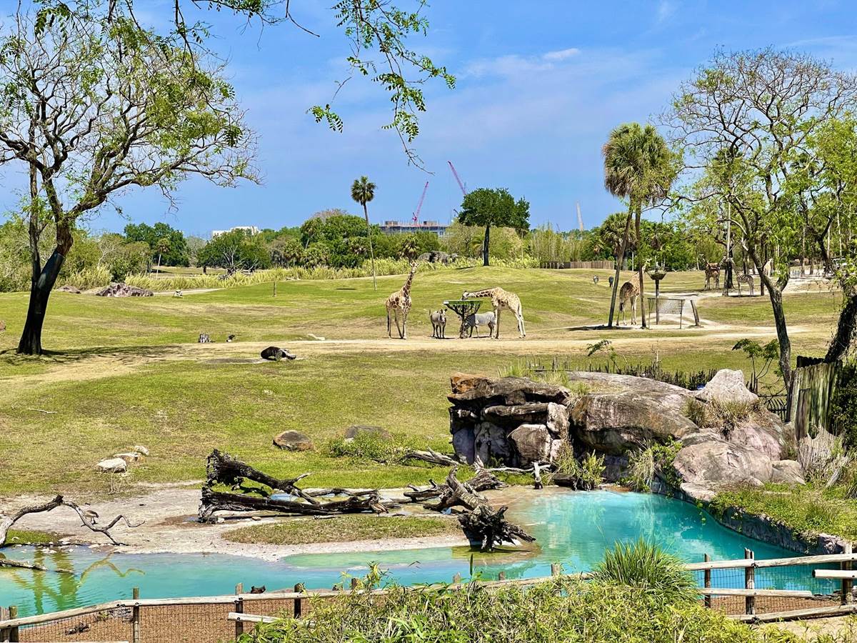 Photos - Take a Look at the New Giraffe Bar at Busch Gardens Tampa Bay ...