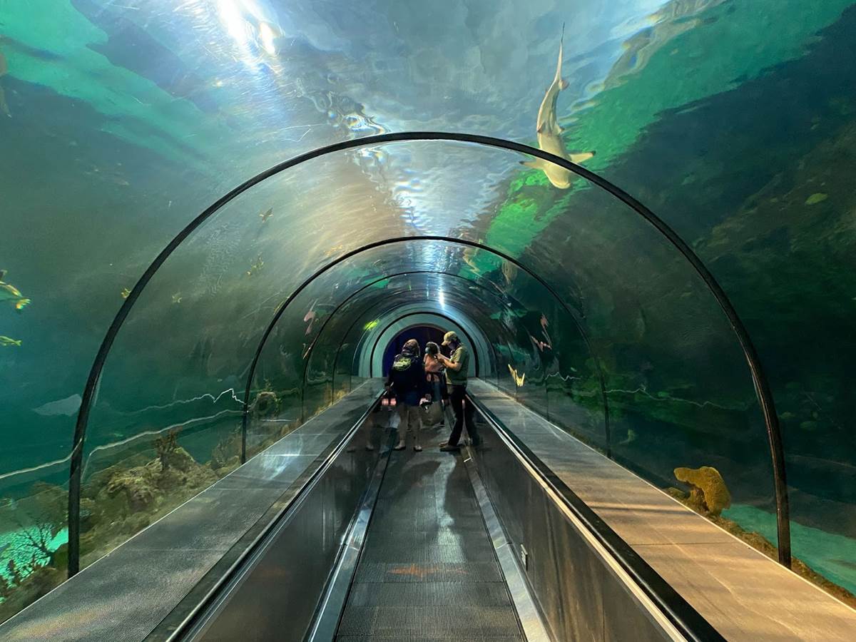 Photos: SeaWorld San Diego Reopens Indoor Exhibits and (Some) Rides as ...