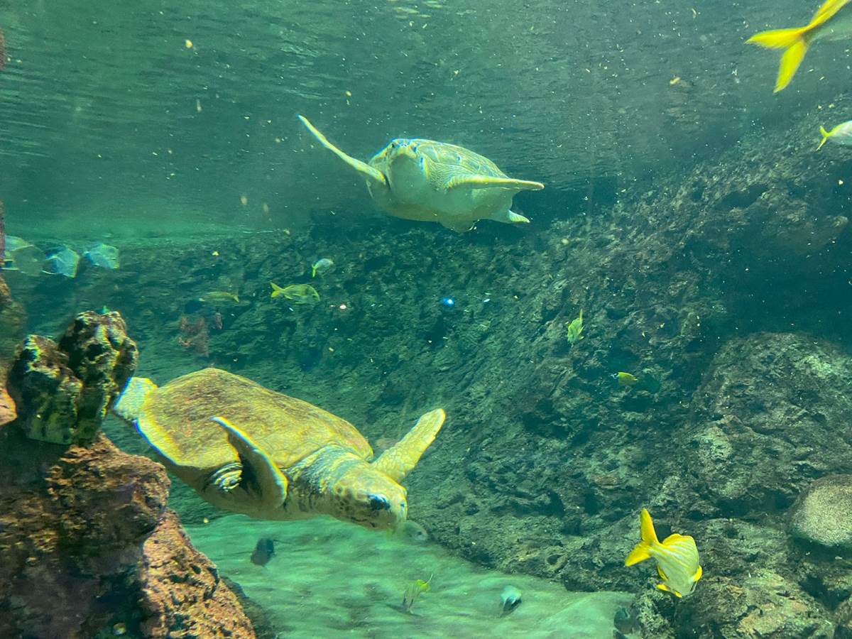 Photos: SeaWorld San Diego Reopens Indoor Exhibits and (Some) Rides as ...