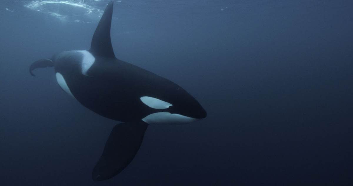 TV Review: "Secrets of the Whales" - An Amazing Way to Celebrate Earth ...