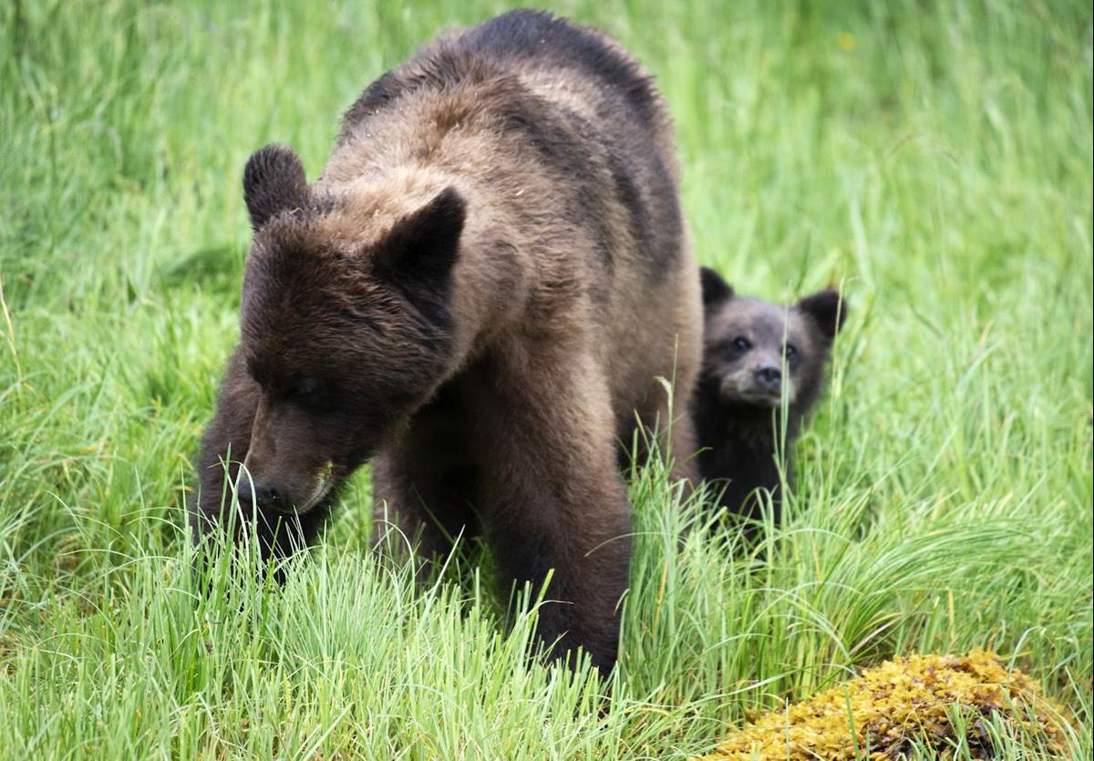 TV Review: Nat Geo's "Growing Up Animal" Follows 6 Species from ...