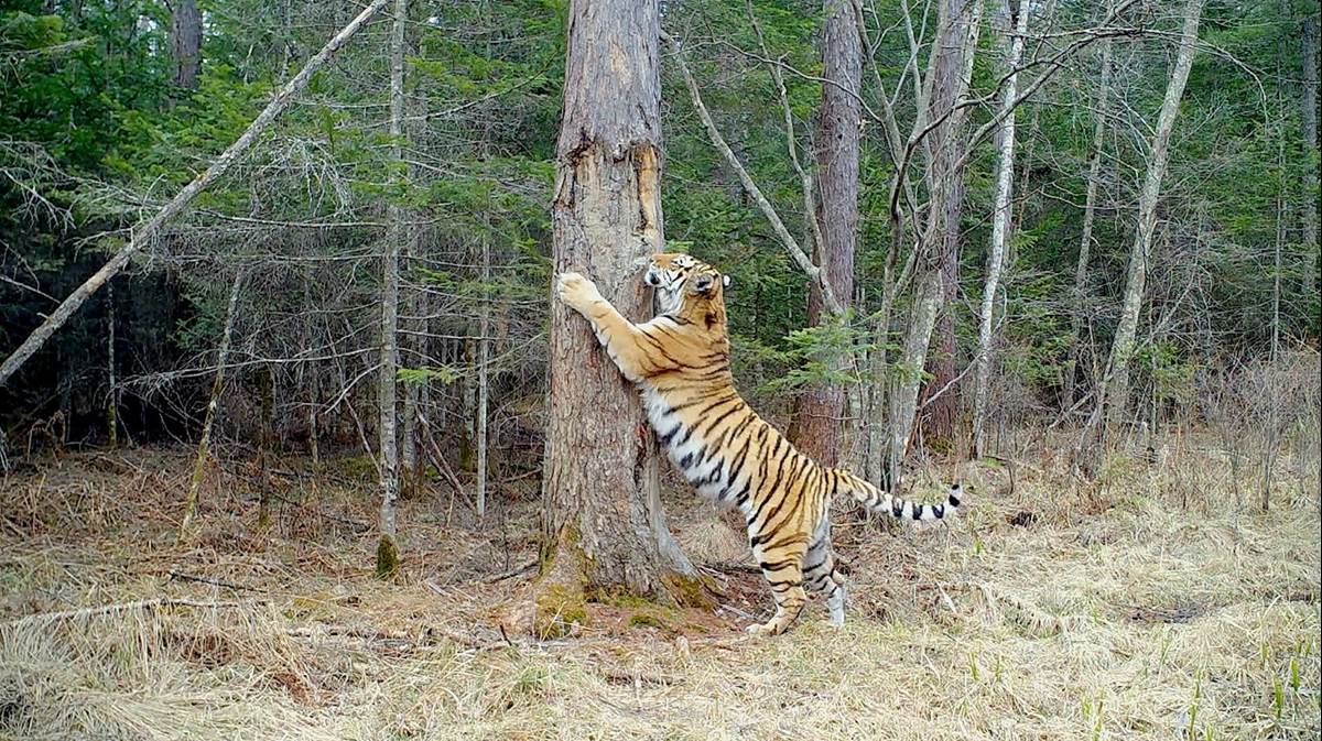Nat Geo WILD to Showcase Some of the Biggest and Rarest Cats in the ...