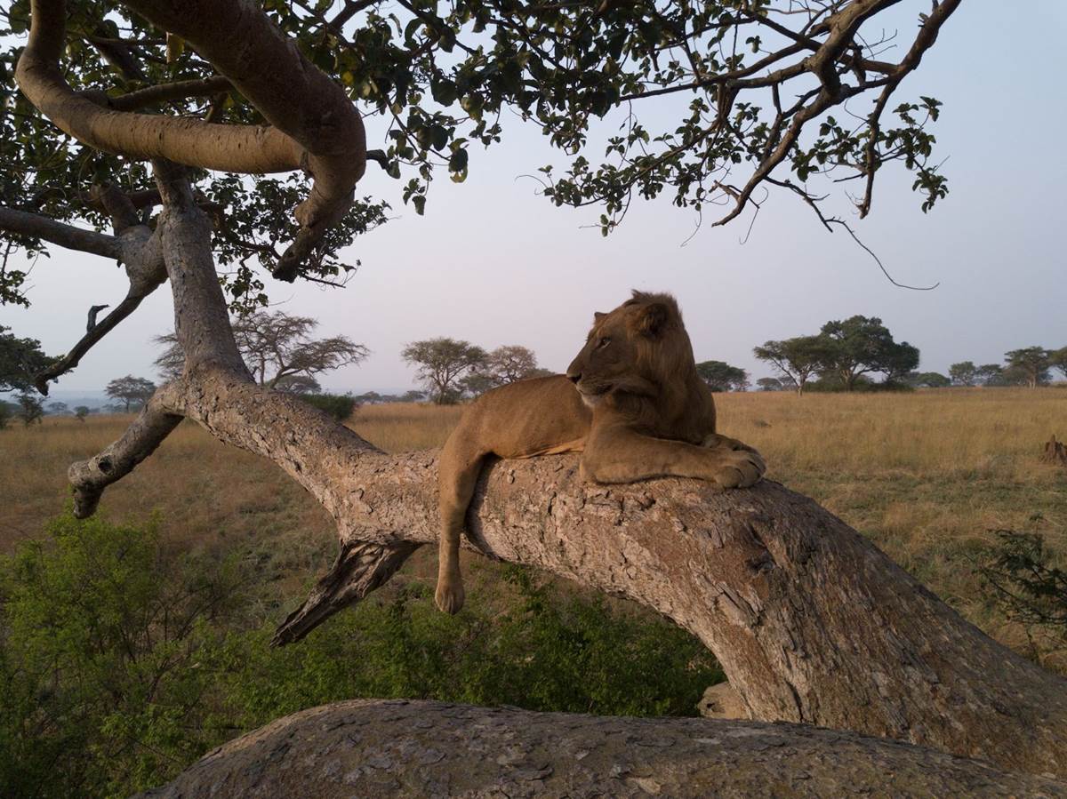 Nat Geo WILD to Showcase Some of the Biggest and Rarest Cats in the ...