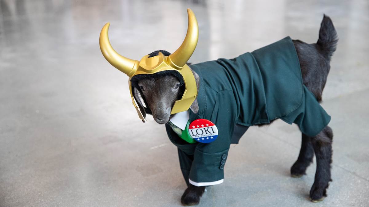 The GOATS of Disney+ - LaughingPlace.com