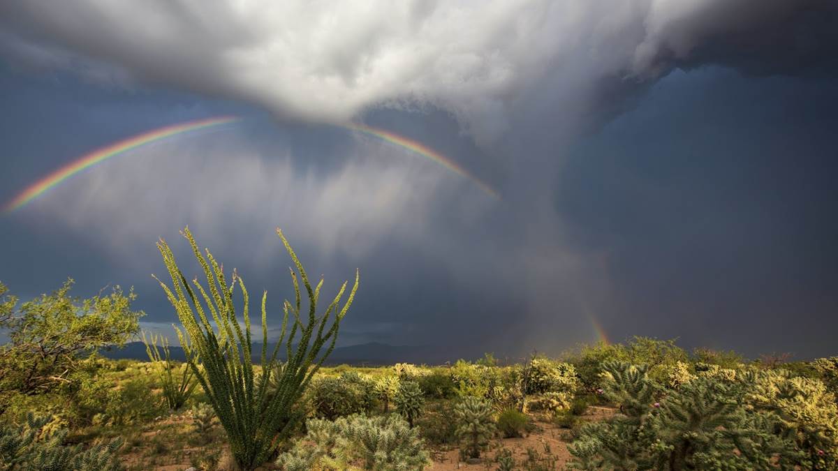 "America The Beautiful" Shows The True Diversity of The Natural World ...