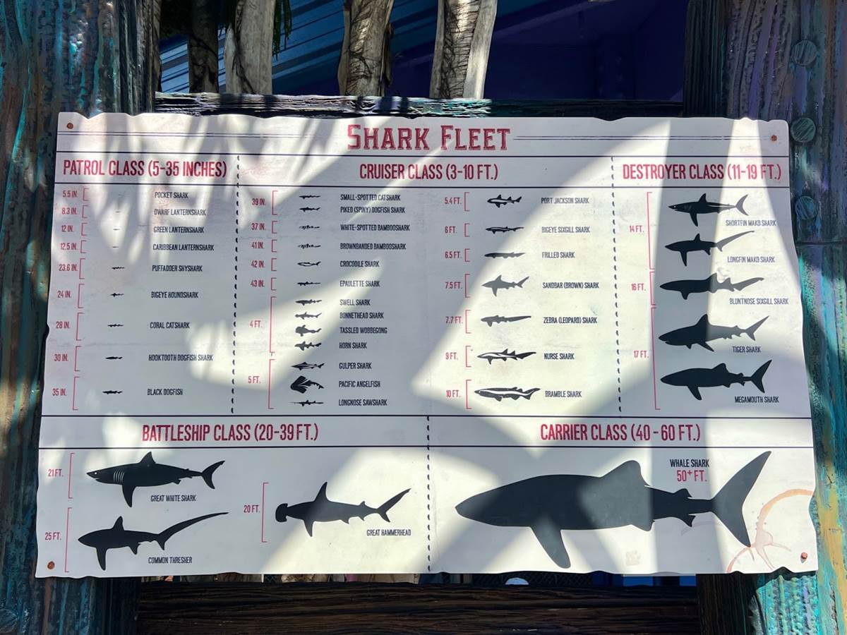 Celebrate Shark Awareness at SeaWorld Orlando - LaughingPlace.com