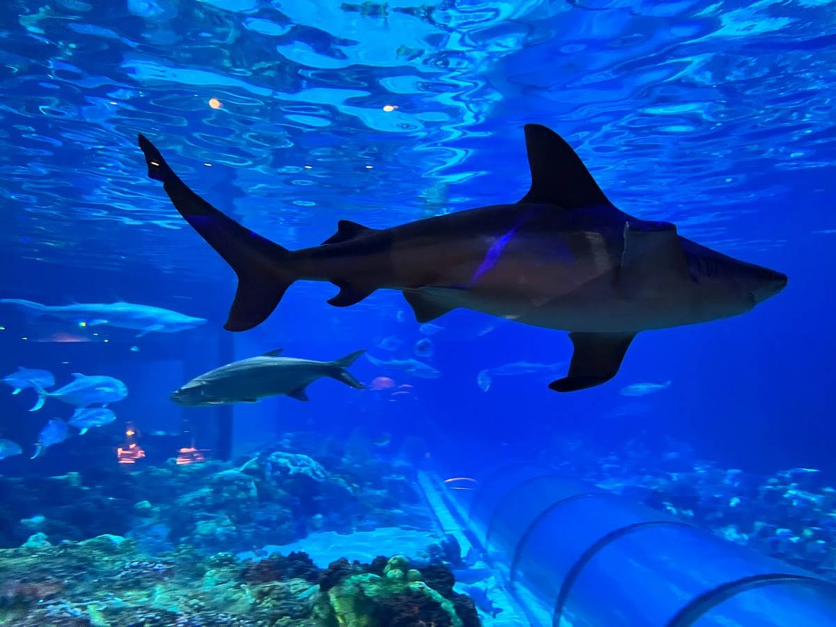 Celebrate Shark Awareness at SeaWorld Orlando - LaughingPlace.com