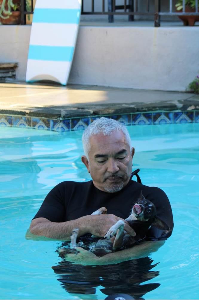 Cesar Millan Works His Magic in 2 New Episodes of "Better Human Better ...