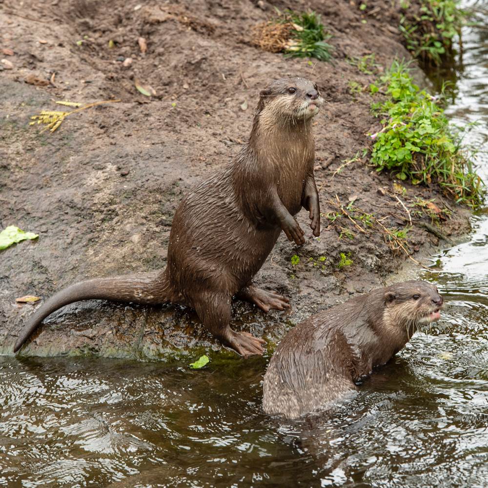 Disney Parks Hosting an "Otterly" Awesome Live Stream from Disney's ...