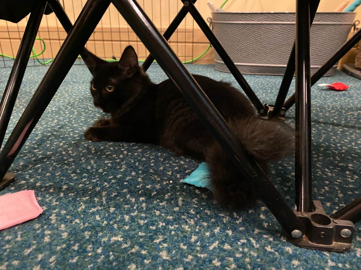 Photos/Video: Midsummer Scream Halloween and Horror Convention Makes ...