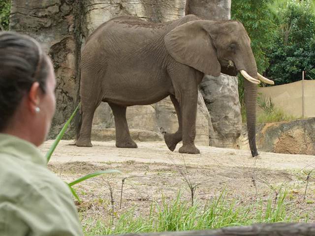"Magic Of Disney's Animal Kingdom" Continues To Tell Compelling Animal ...
