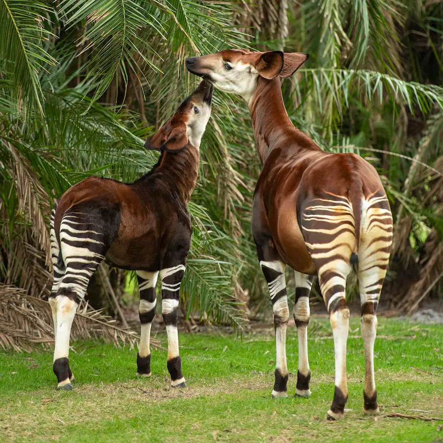 Beni the Okapi Makes First Appearance on Pembe Savanna at Disney’s ...
