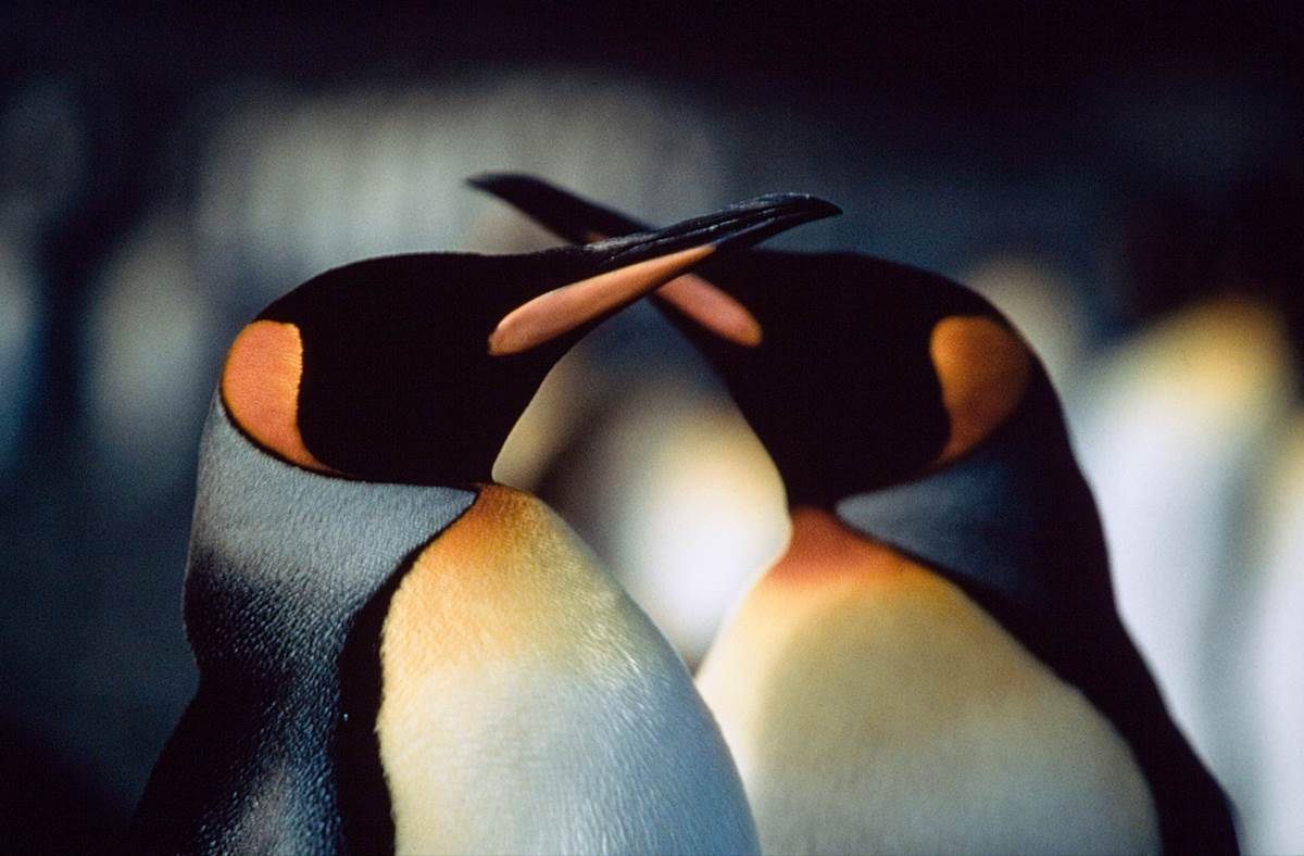 James Cameron and National Geographic Announce New Additions to the ...