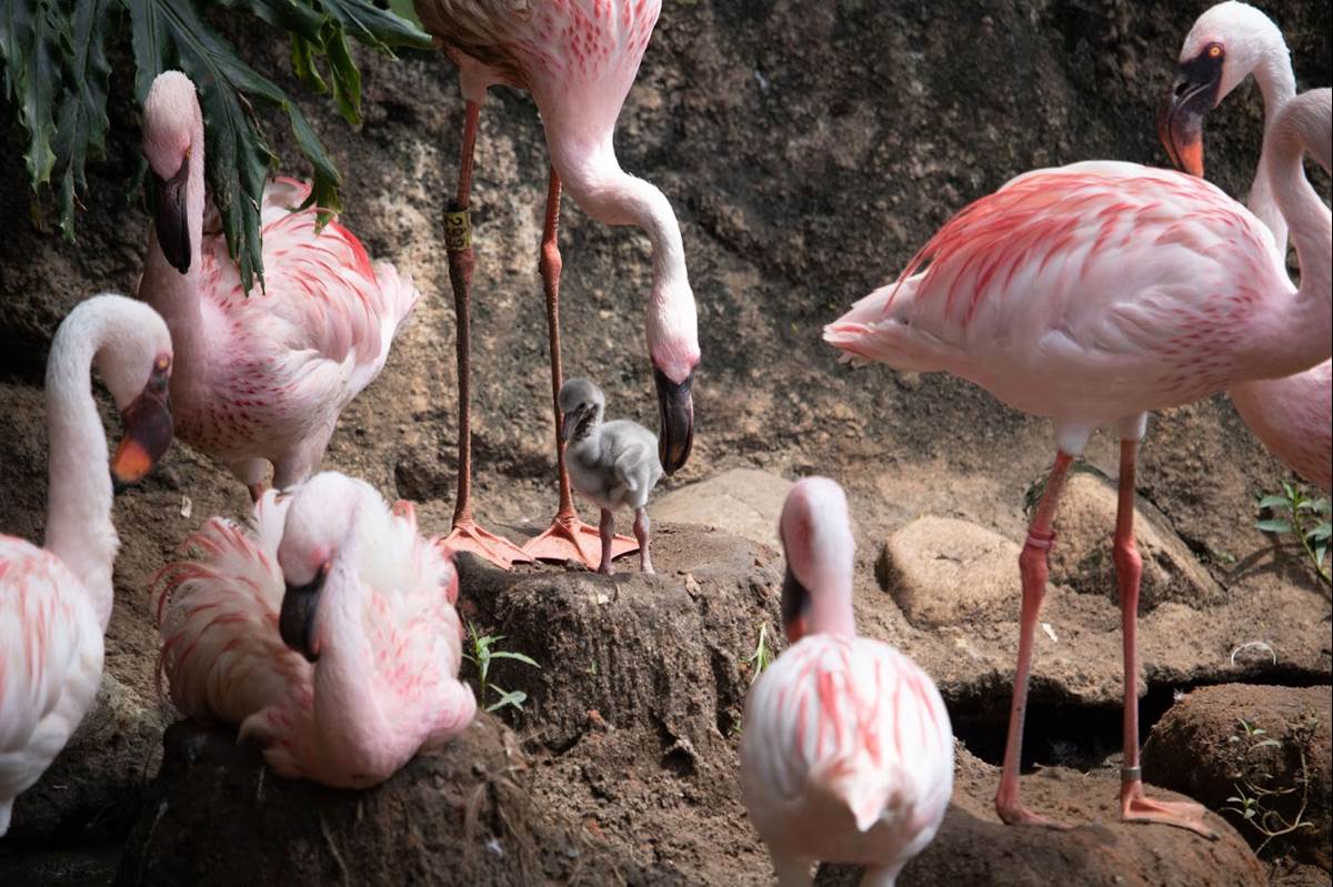 Baseball Clay from ESPN Wide World of Sports Used to Create Flamingo ...