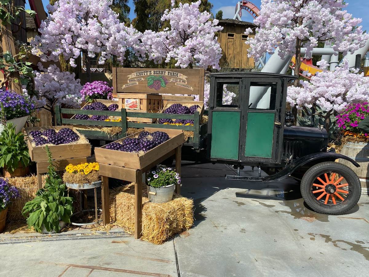 Photos / Video: Knott's Boysenberry Festival Returns for 2023 with Food ...